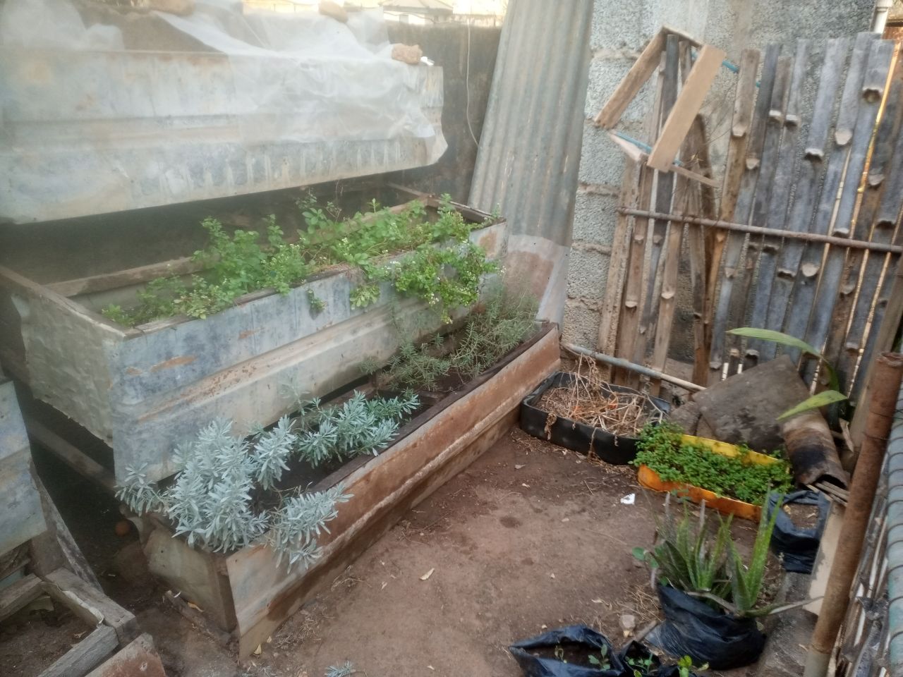 Interview With Mekdes Hailegiorgis About the SFD Project - L-IFT